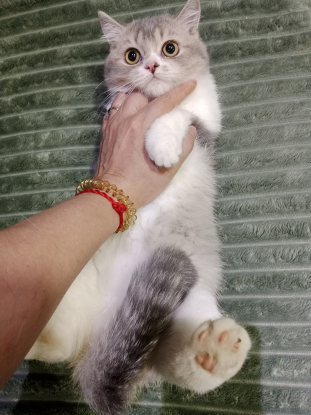 Котёнок в хорошие руки