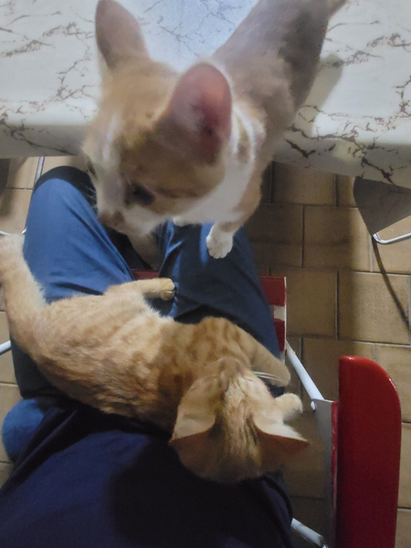 Отдам котят  хорошие руки