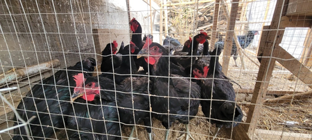 Avstralorp tovuq zoti (Qora shahzoda. Gıgant )– damashnıy ı 6 oylık