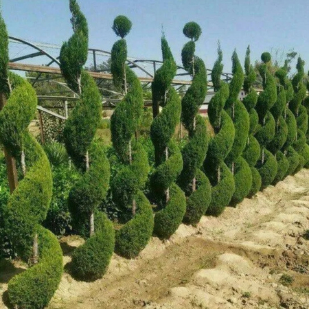 Archa. Gazon. Gullar