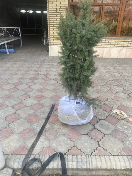 Арча. Российский голубой ел