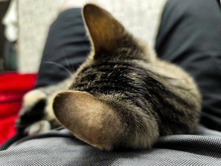 Кошка похожа на Саванну 4 мес