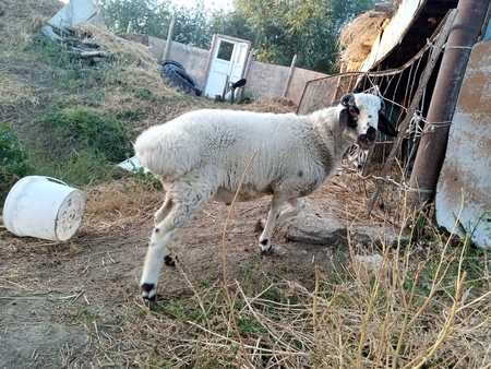 Qochqor sotiladi