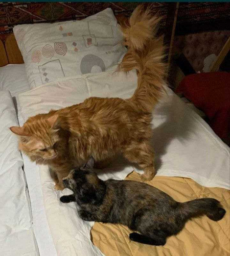 Рыжий котёнок. Мальчик.2 месяца В добрые, заботливые руки