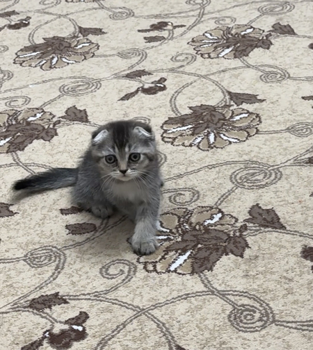 Продаются котята  породы скотиш фолд