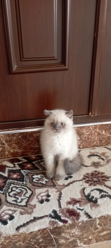 Тоза зотли мушук сотилади