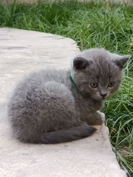 Чистокровный  Британский кот