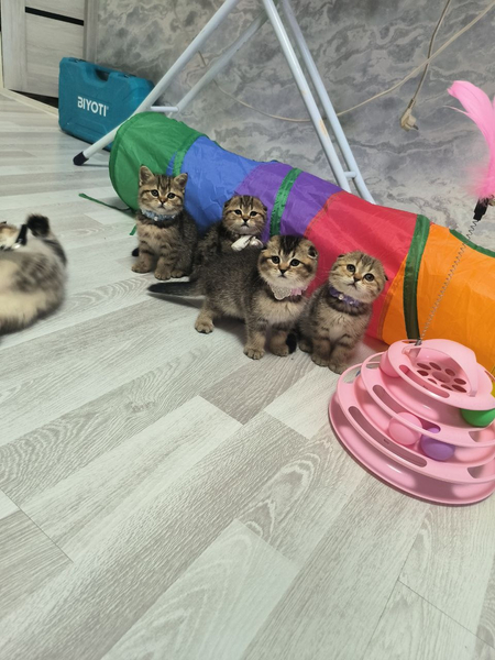 Шикарные котята от правильной вязки