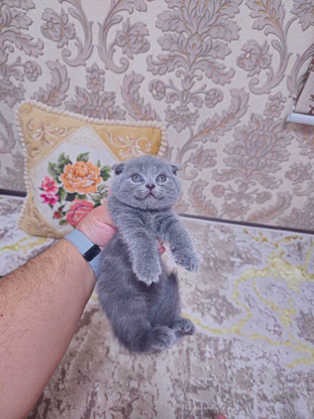 Продаётся Британский коротко шерсть и вислоуха