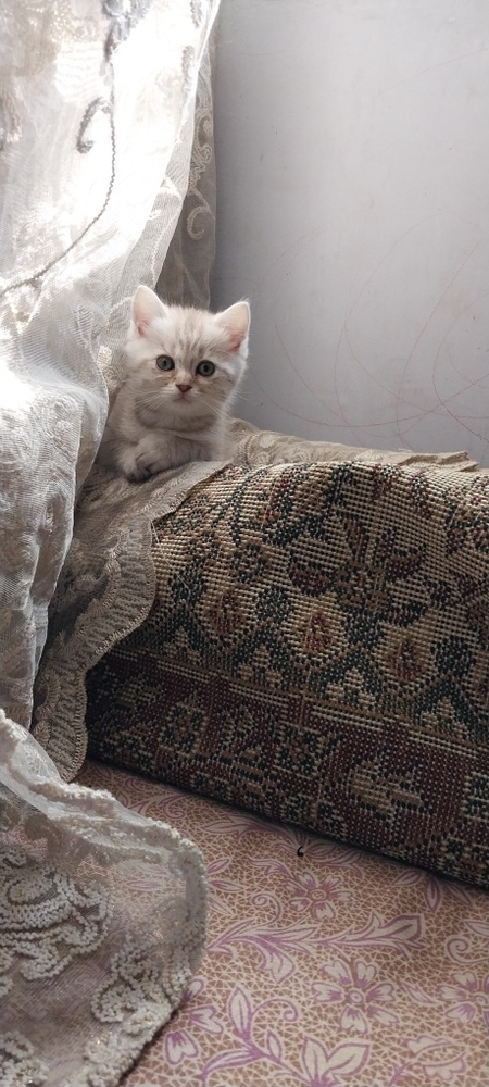 otasi britan onasi skotish strayt