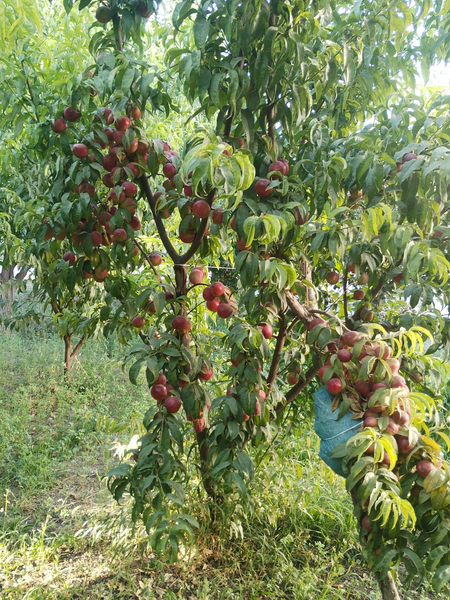 Shaftolilar sotiladi optim narxlarda sariq limon qizil shaftolilar