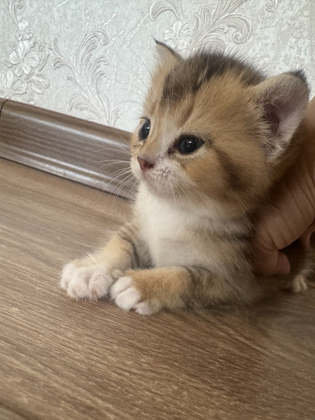 Продается Серебристая шиншила