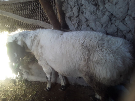 Qòchqor sotiladi