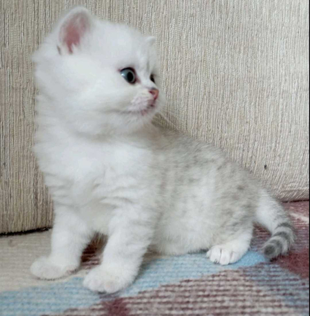 Продаются котята