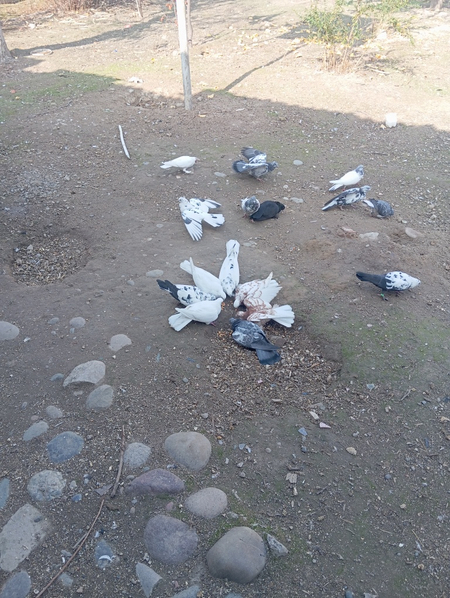 Sotladi xamasi uchib oynid