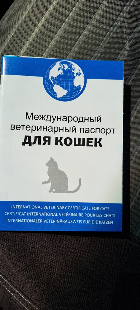 Кошка скоттиш фольд