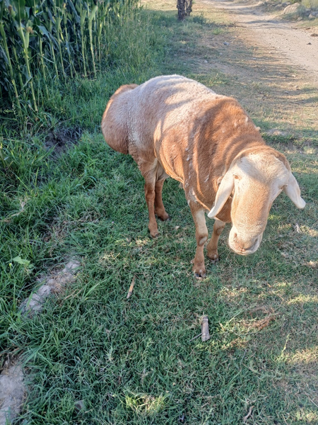 Qõchqor zoti edilbay