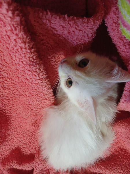 Белый котёнок мальчик, 3 месяца, добрый и ласковый