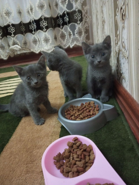 2 oyli mushugchalar
