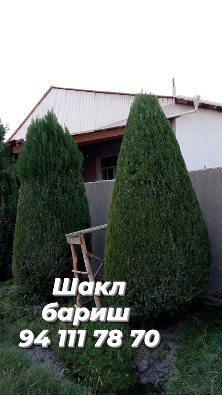 Archaga shakl berish