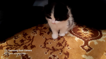 Котята вислоухие