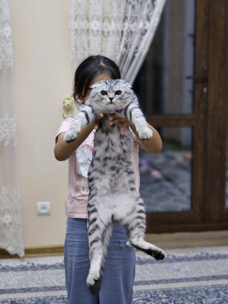 Qoshishga Tekinga ВЯЗКА  Scottish Fold sharti bor
