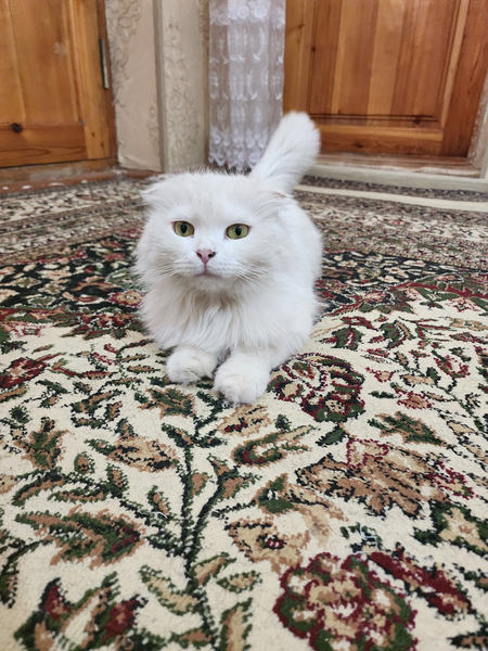 Продаётся кошка Хайленд фолд