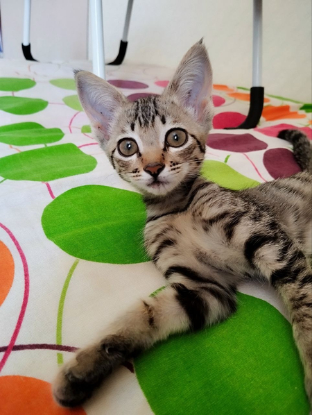 пародистый котёнок