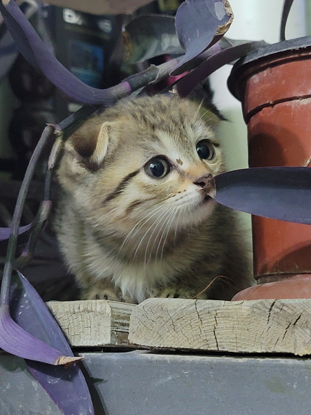 Котята Скоттиш фолд