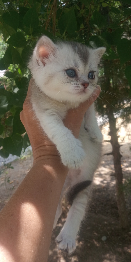 Продается котёнок