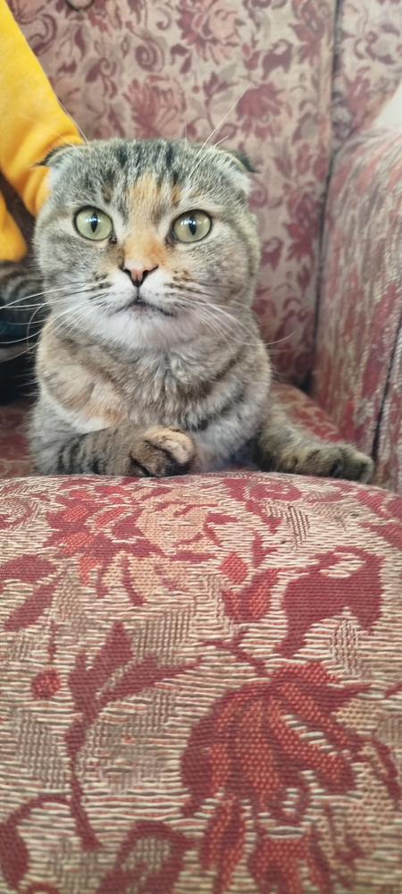 Катенок скотш фолд