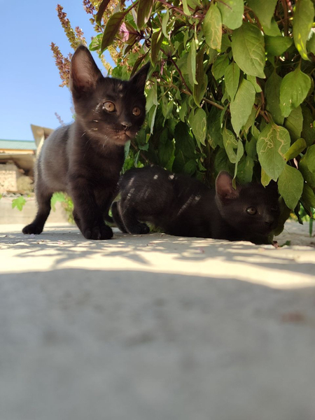 Котята в ответственные руки