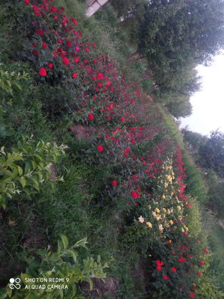 Atirgul kuchatlari