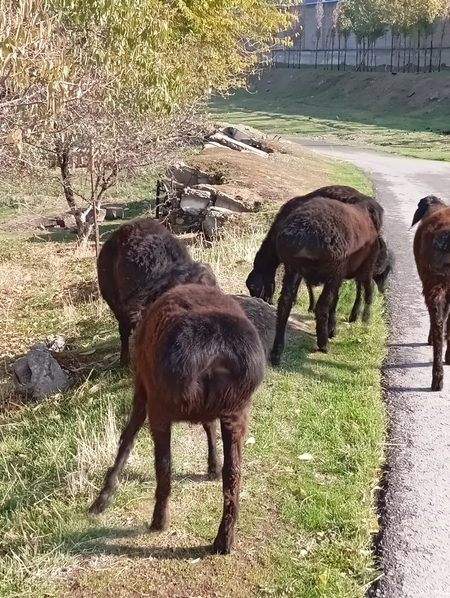 Soĝlom qoylar sotiladi