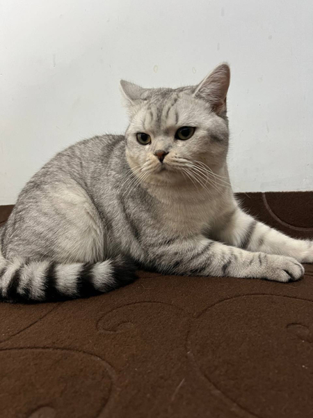 Кот приглашает на Вязку
