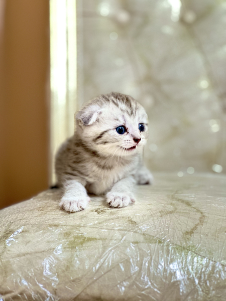 Scottish fold va straytlar go’zlalari