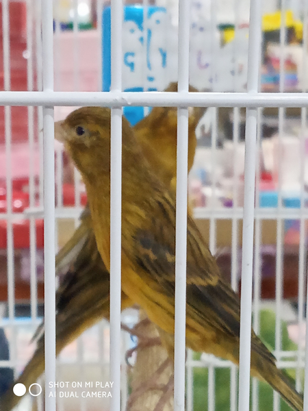 Kanareyka krasni dereva