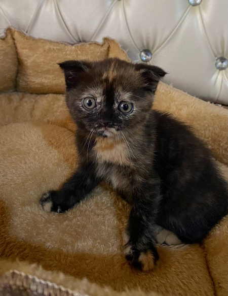 Котята скоттиш фолд