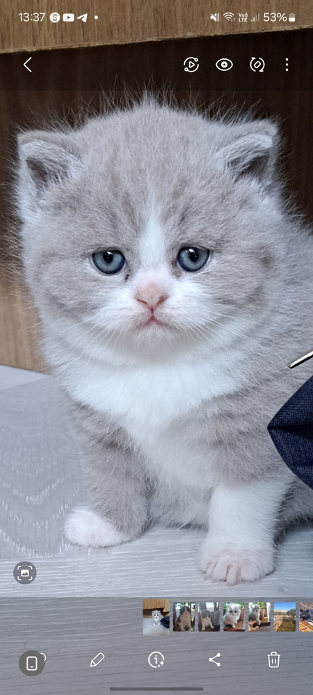 Продается котенок скоттиш страйт