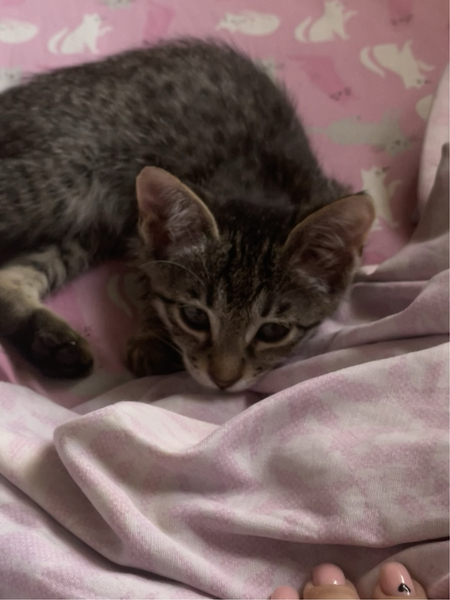 Котёнок окрас табби