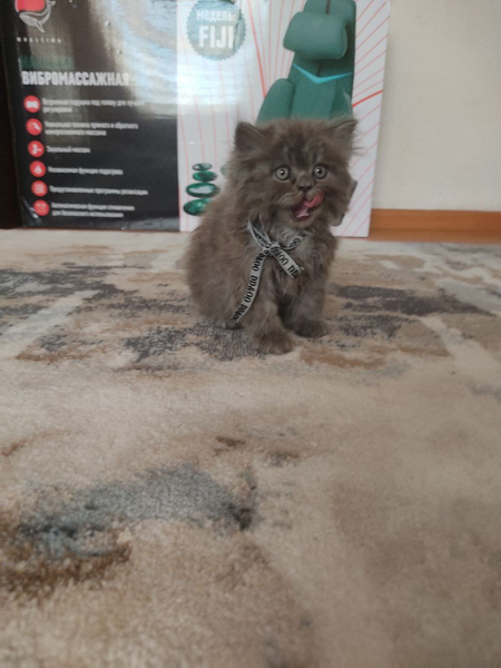 Котенок продается