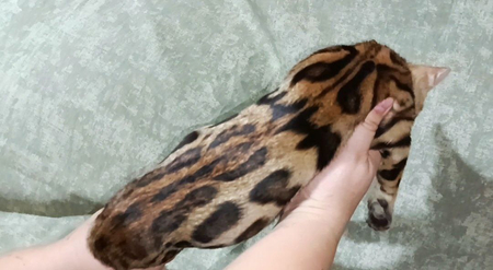 Бенгальские котята