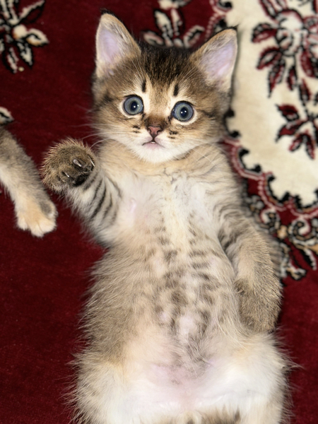 Котята девочки и мальчик