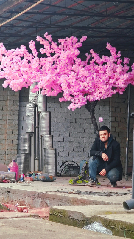 Yapon daraxti sakura yasab beramiz