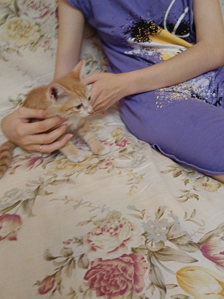 Котенок мальчик, 1,5 месяца
