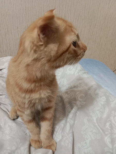 Отдам в добрые руки котенка мальчика