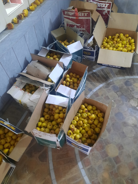 Golden olma 2 sort 2000 sum kg