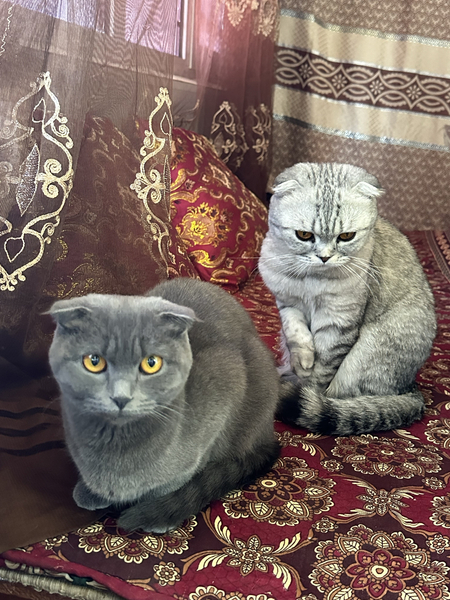 Продаются вислоухие кошки