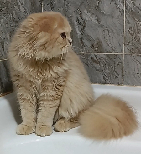 Scottish highland fold