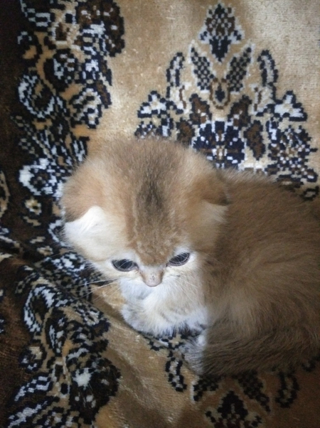 Британская шиншилла